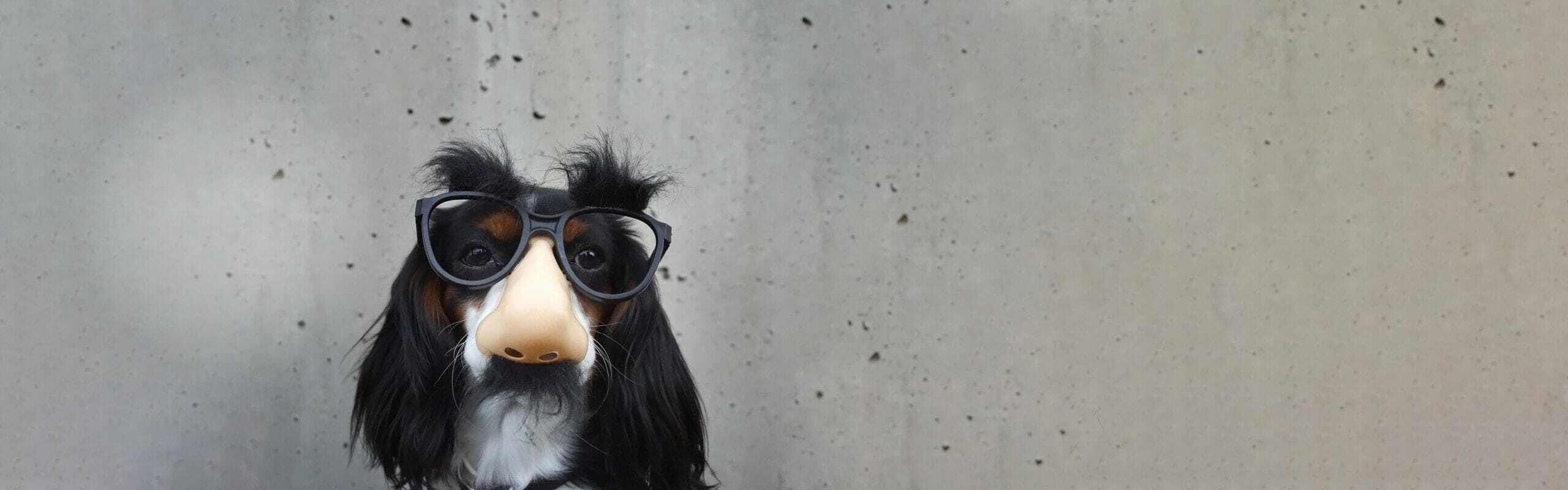 A S.L.Y. old dog - TreasurySpring